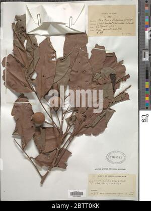 Aglaia edulis Roxb Wall Aglaia edulis Roxb Wall Stock Photo - Alamy