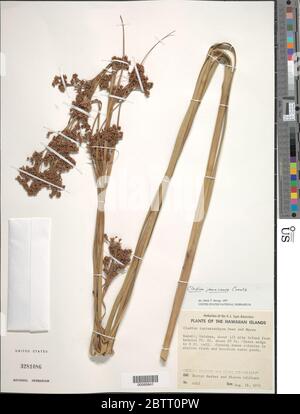 Cladium jamaicense Crantz Cladium jamaicense Crantz Stock Photo - Alamy