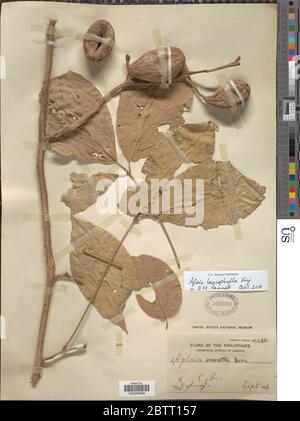 Aglaia leucophylla King Aglaia leucophylla King Stock Photo - Alamy