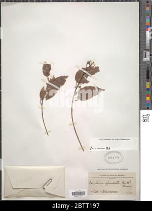 Colubrina glabra S Watson Colubrina glabra S Watson Stock Photo - Alamy