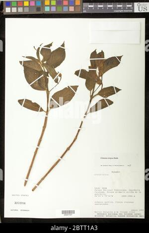 Columnea strigosa Benth Columnea strigosa Benth Stock Photo - Alamy