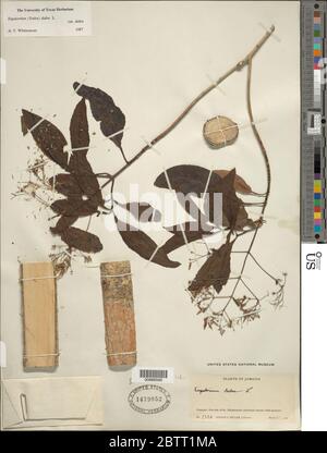 Critonia dalea DC Critonia dalea DC Stock Photo - Alamy