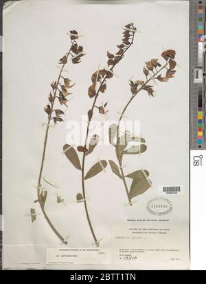 Crotalaria retusa L Stock Photo - Alamy