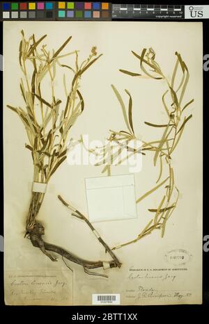 Croton linearis Jacq Stock Photo - Alamy