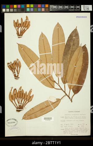 Cullenia rosayroana Cullenia rosayroana Stock Photo - Alamy