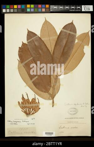 Cullenia rosayroana Cullenia rosayroana Stock Photo - Alamy