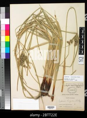 Cyperus entrerianus Boeckeler Cyperus entrerianus Boeckeler Stock Photo ...