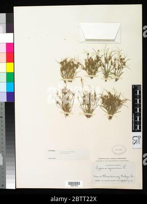 Cyperus aristatus Rottb Cyperus aristatus Rottb Stock Photo - Alamy