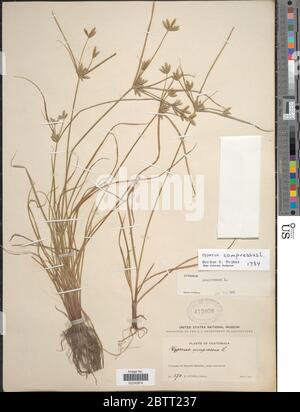 Cyperus compressus L Cyperus compressus L Stock Photo - Alamy