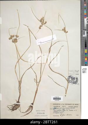 Cyperus surinamensis Rottb Stock Photo - Alamy