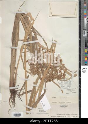 Cyperus virens Michx Cyperus virens Michx Stock Photo - Alamy