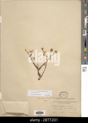 Dalea greggii A Gray Stock Photo - Alamy