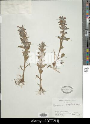 Ajuga multiflora Bunge Ajuga multiflora Bunge Stock Photo - Alamy