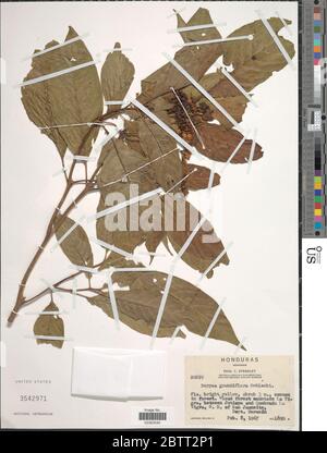 Deppea grandiflora Schltdl Deppea grandiflora Schltdl Stock Photo - Alamy