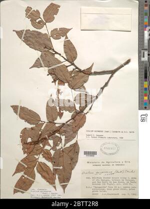 Dialium guianense Aubl Sandwith Dialium guianense Aubl Sandwith Stock ...