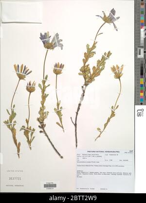 Dimorphotheca cuneata Thunb Less Dimorphotheca cuneata Thunb Less Stock ...