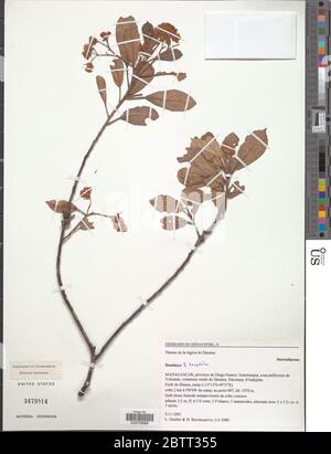 Dombeya sp Dombeya sp Stock Photo - Alamy