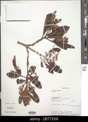 Dombeya sp Dombeya sp Stock Photo - Alamy