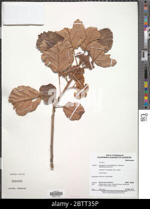 Dombeya sp Dombeya sp Stock Photo - Alamy