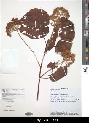 Dombeya sp Dombeya sp Stock Photo - Alamy