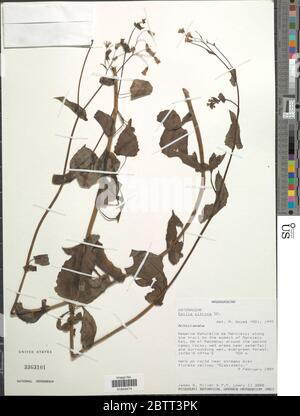 Emilia citrina DC Stock Photo - Alamy