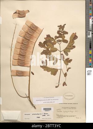 Entada polystachya L DC Entada polystachya L DC Stock Photo - Alamy