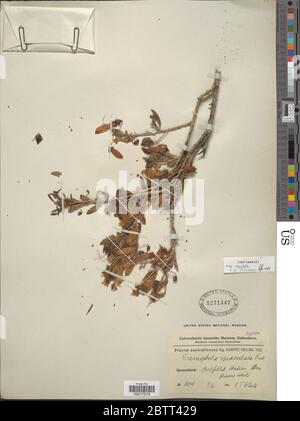 spotted emu bush (Eremophila maculata Stock Photo - Alamy