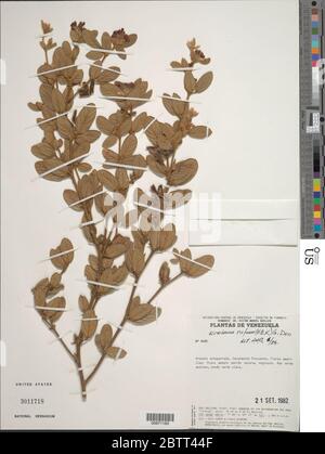 Eriosema rufum Kunth G Don Eriosema rufum Kunth G Don Stock Photo - Alamy