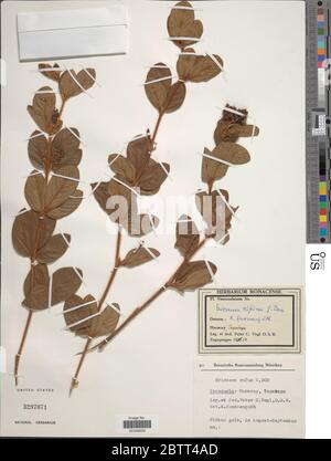 Eriosema rufum Kunth G Don Eriosema rufum Kunth G Don Stock Photo - Alamy