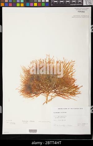 Eucheuma isiforme C Agardh J Agardh Eucheuma isiforme C Agardh J Agardh ...