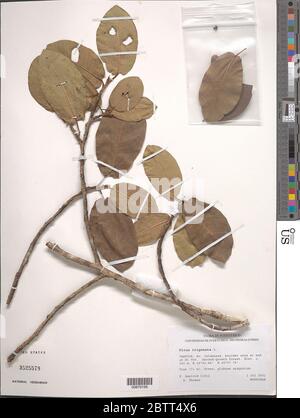 Ficus trigonata L Ficus trigonata L Stock Photo - Alamy