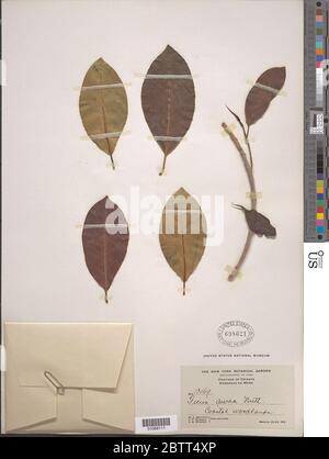 Ficus aurea Nutt Ficus aurea Nutt Stock Photo - Alamy