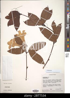 Fridericia sp Fridericia sp Stock Photo - Alamy