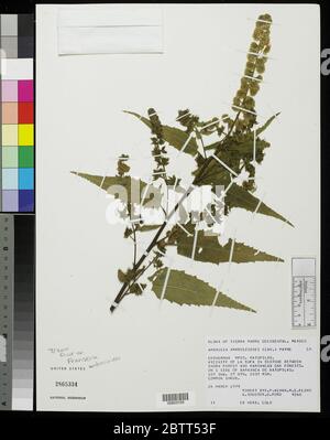 Franseria ambrosioides Cav Franseria ambrosioides Cav Stock Photo - Alamy