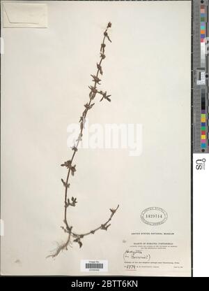 Hedyotis sp Hedyotis sp Stock Photo - Alamy
