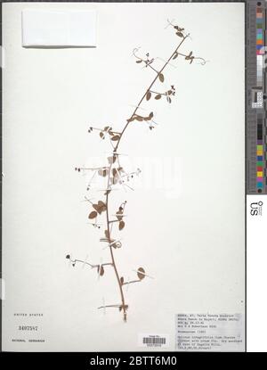 Helinus integrifolius Lam Kuntze Helinus integrifolius Lam Kuntze Stock ...