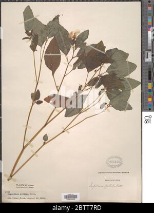 Impatiens pallida Nutt Impatiens pallida Nutt Stock Photo - Alamy