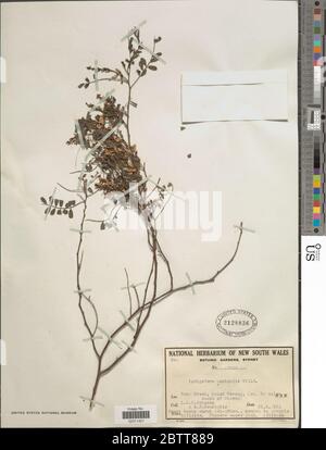 Australian Indigo (Indigofera australis Stock Photo - Alamy