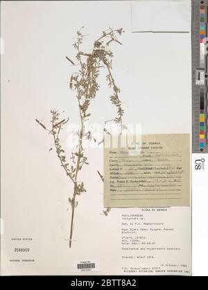 Indigofera sp Indigofera sp Stock Photo - Alamy