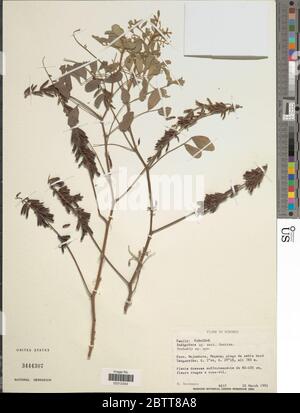 Indigofera sp Indigofera sp Stock Photo - Alamy