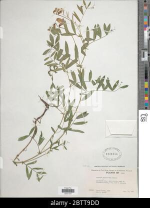 Lathyrus pauciflorus Lathyrus pauciflorus Stock Photo - Alamy