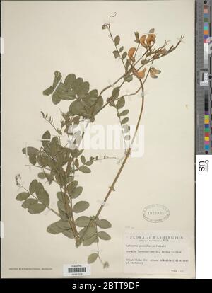 Lathyrus pauciflorus Lathyrus pauciflorus Stock Photo - Alamy