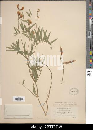 Lathyrus pauciflorus Lathyrus pauciflorus Stock Photo - Alamy