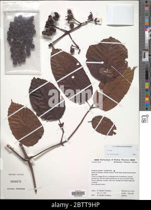 Leea sp Leea sp Stock Photo - Alamy