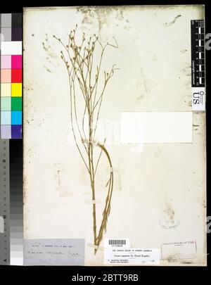 Linum rupestre Engelm Linum rupestre Engelm Stock Photo - Alamy