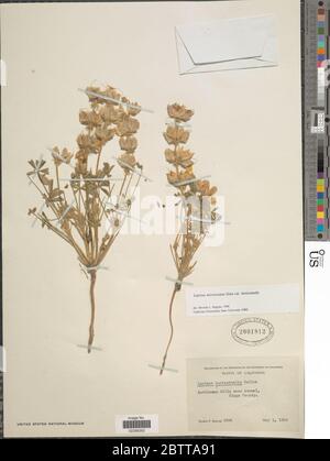 Lupinus microcarpus var horizontalis A Heller Jeps Lupinus microcarpus ...