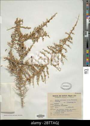 Lycium chilense Bertero Lycium chilense Bertero Stock Photo - Alamy