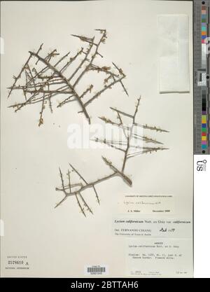 Lycium californicum Nutt Stock Photo - Alamy