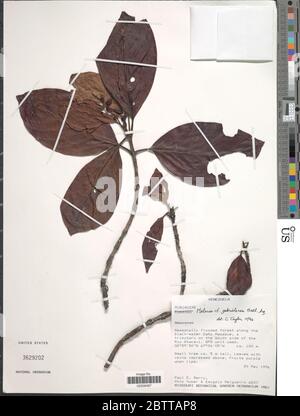 Malanea gabrielensis Mll Arg Malanea gabrielensis Mll Arg Stock Photo ...