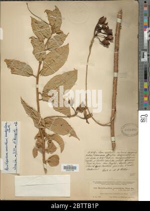 Markea neurantha Hemsl Markea neurantha Hemsl Stock Photo - Alamy